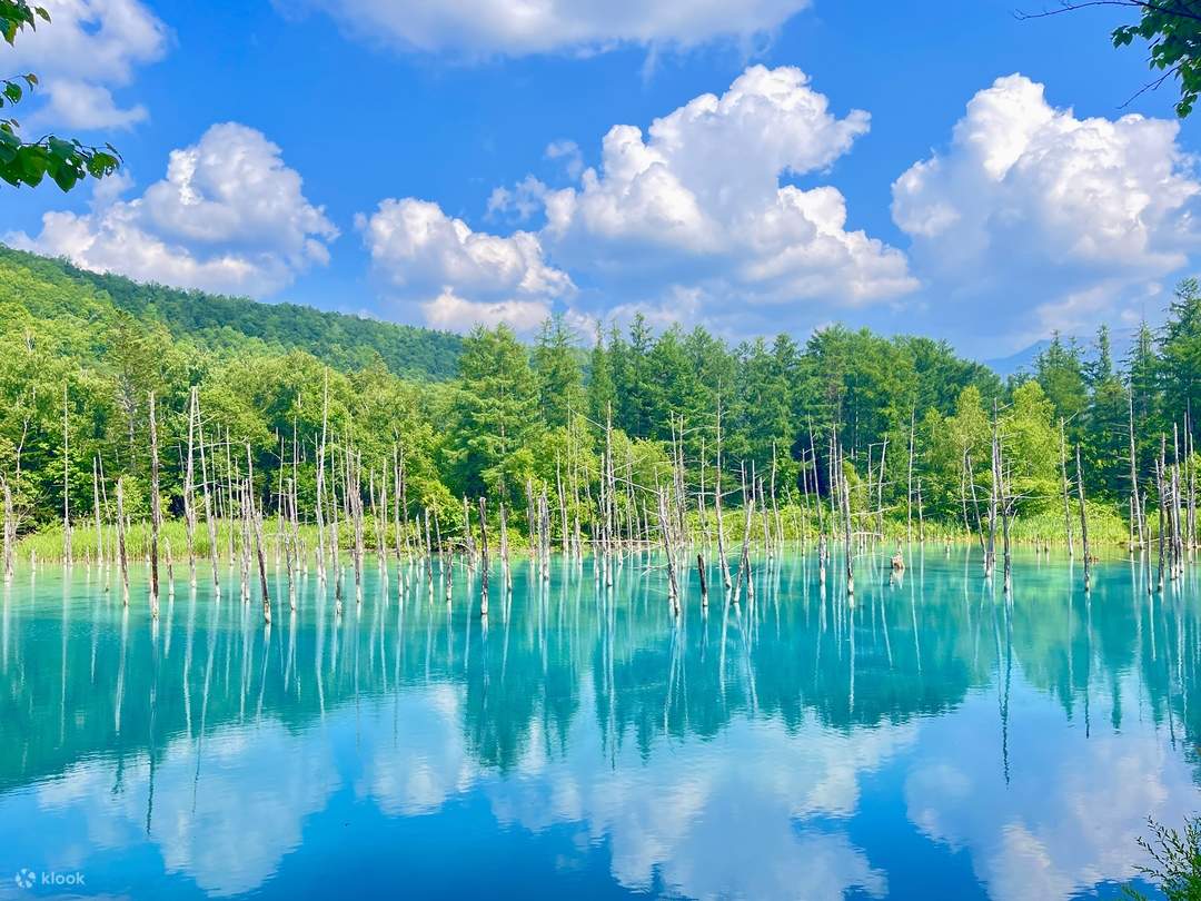 [Hokkaido Day Trip] Furano Flower Fields, Biei Blue Pond, Shikisai-no ...
